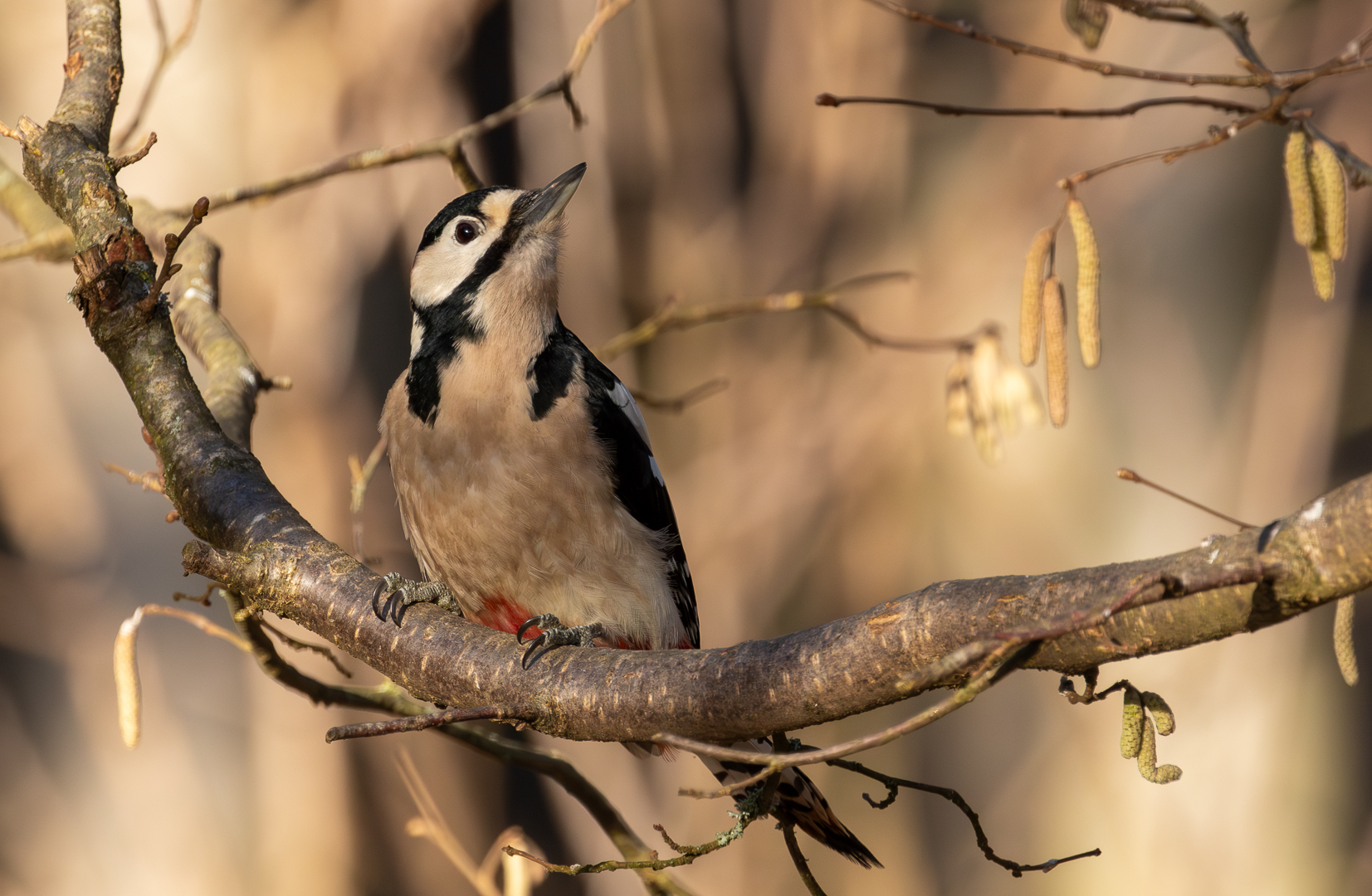 Der Buntspecht ... Foto & Bild | tiere, wildlife, wild lebende vögel ...