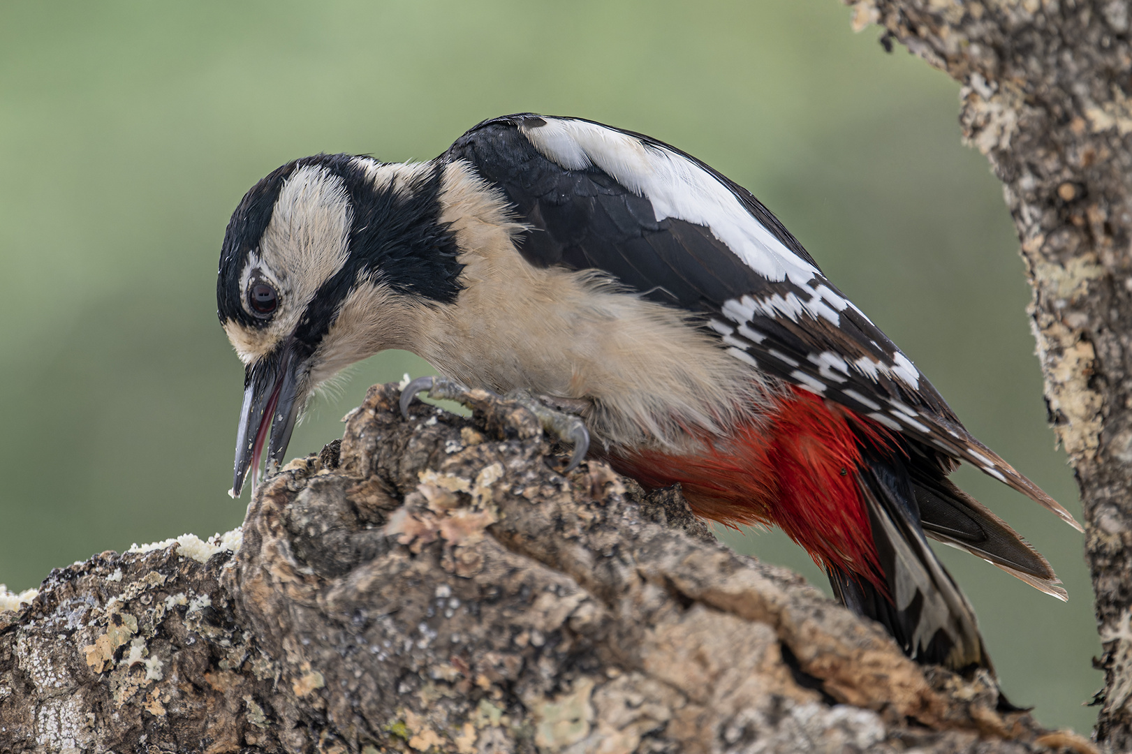 Der Buntspecht ... Foto & Bild | tiere, wildlife, wild lebende vögel ...