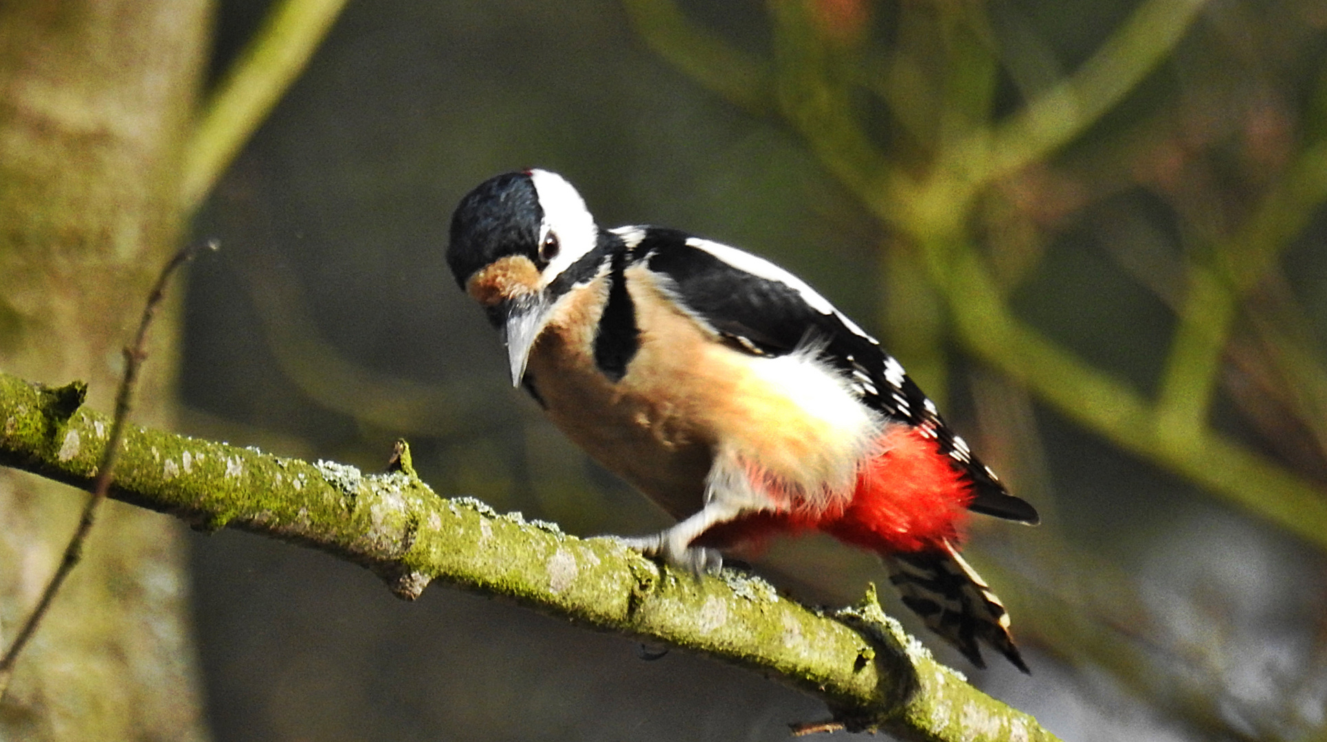 Der Buntspecht 14 Foto & Bild | tiere, wildlife, wild lebende vögel ...