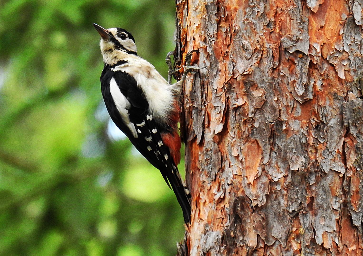Der Buntspecht 22 Foto & Bild | tiere, wildlife, wild lebende vögel ...