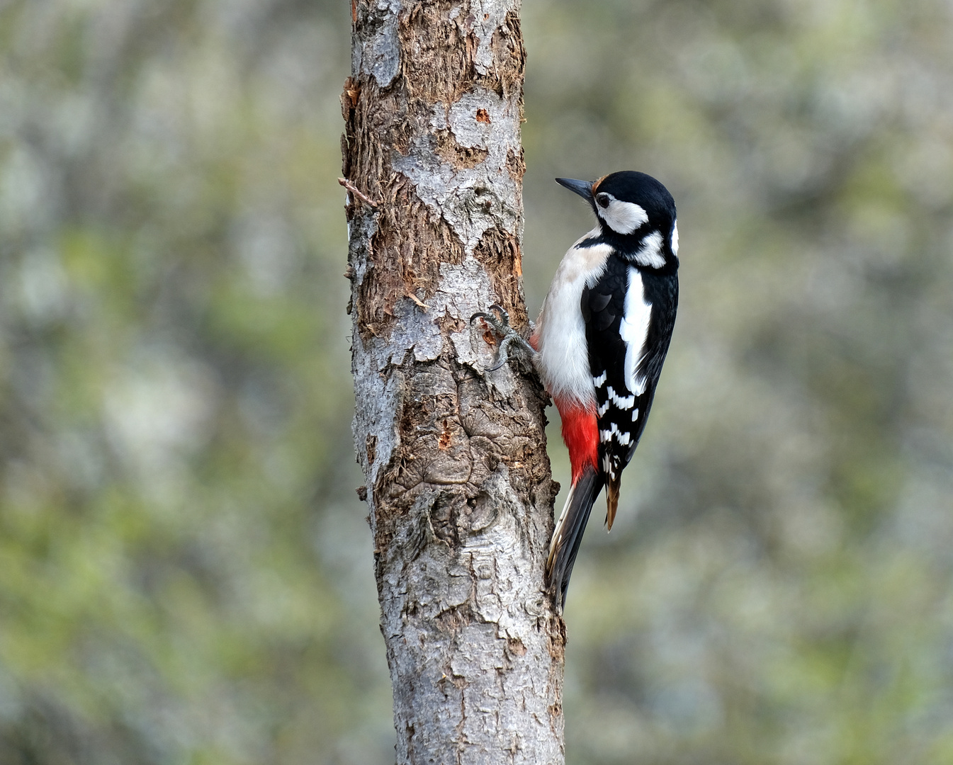 ...der Buntspecht... Foto & Bild | deutschland, europe, hessen Bilder ...