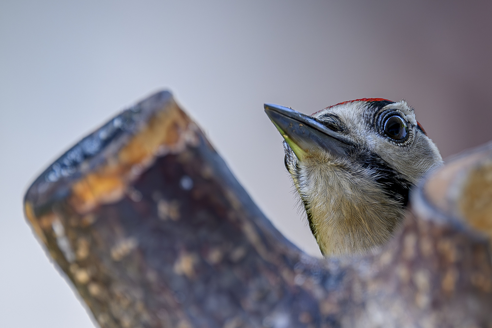 Der Buntspecht ... Foto & Bild | tiere, wildlife, wild lebende vögel ...