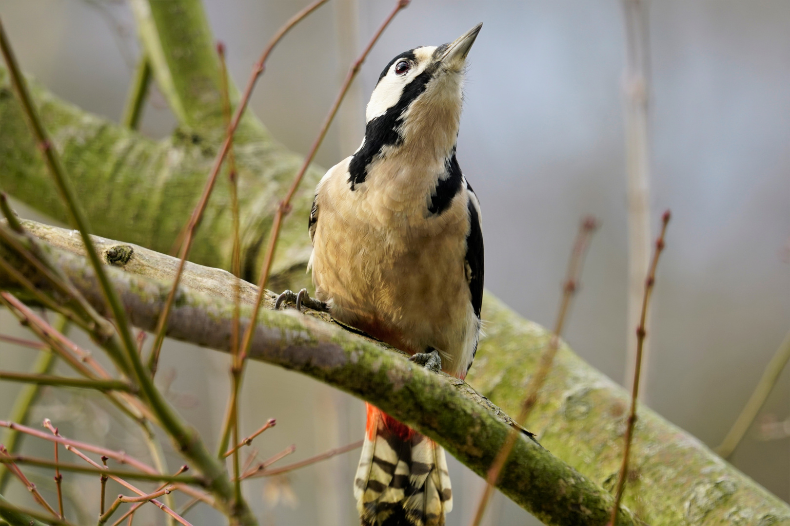 Der Buntspecht Foto & Bild | tiere, wildlife, wild lebende vögel Bilder ...