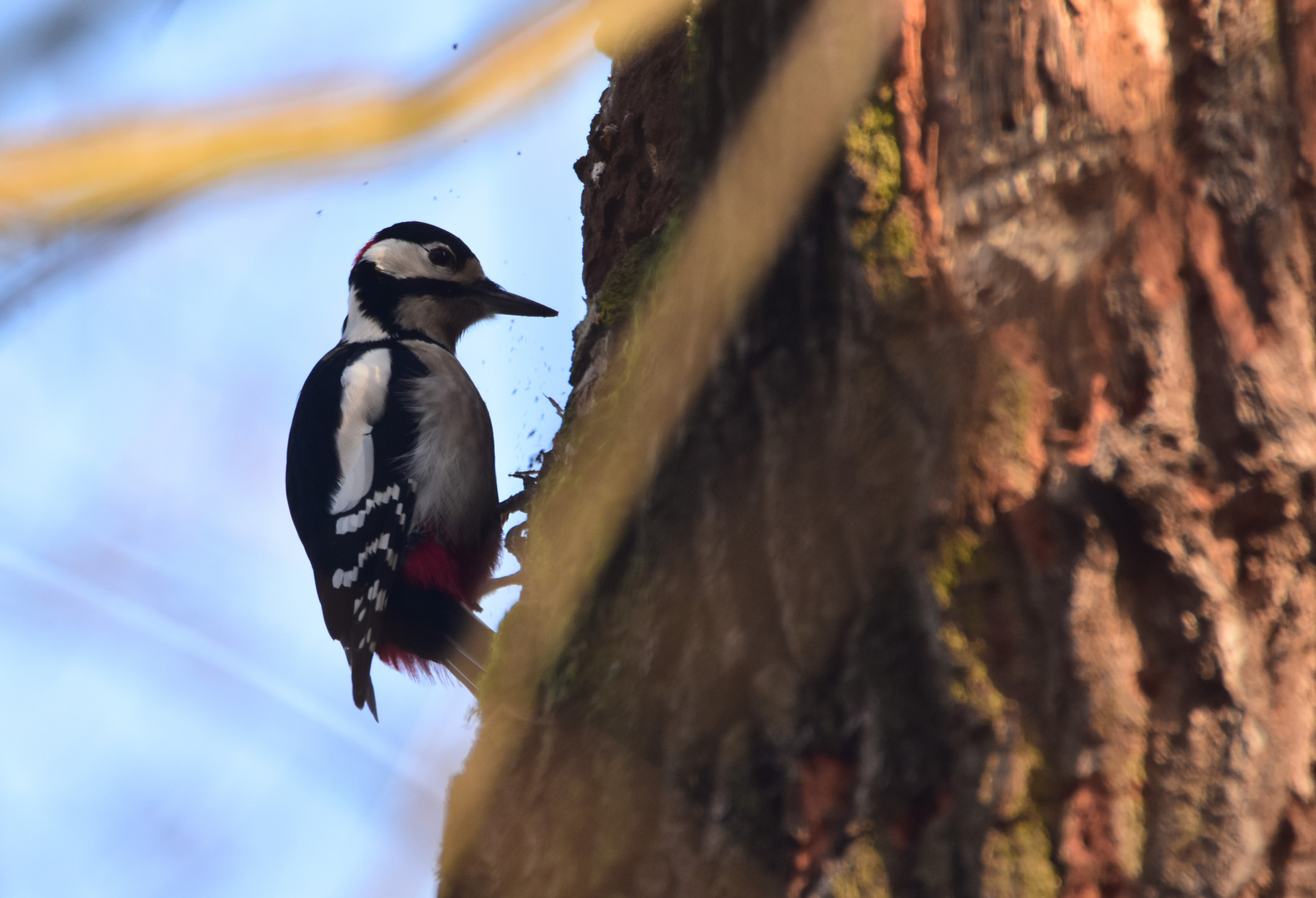 Der Buntspecht... Foto & Bild | tiere, wildlife, wild lebende vögel ...