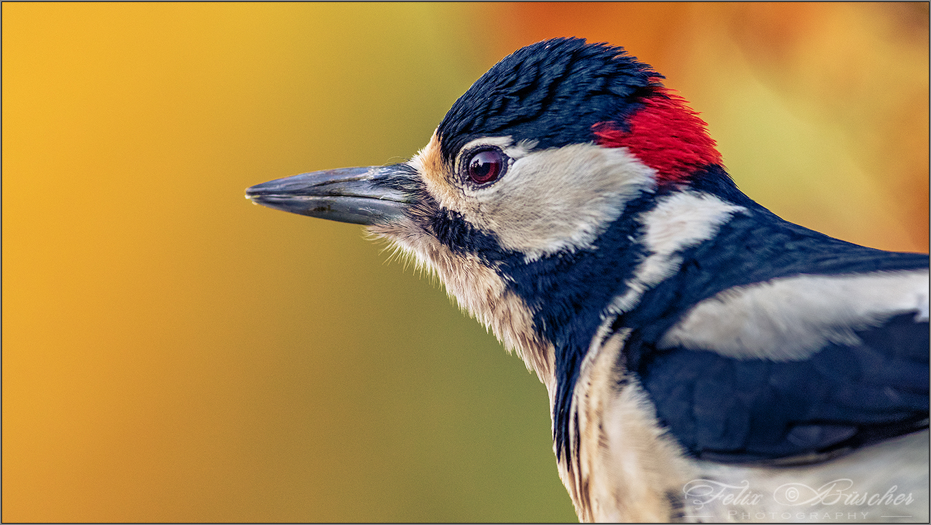 Der Buntspecht.... Foto & Bild | tiere, wildlife, wild lebende vögel ...