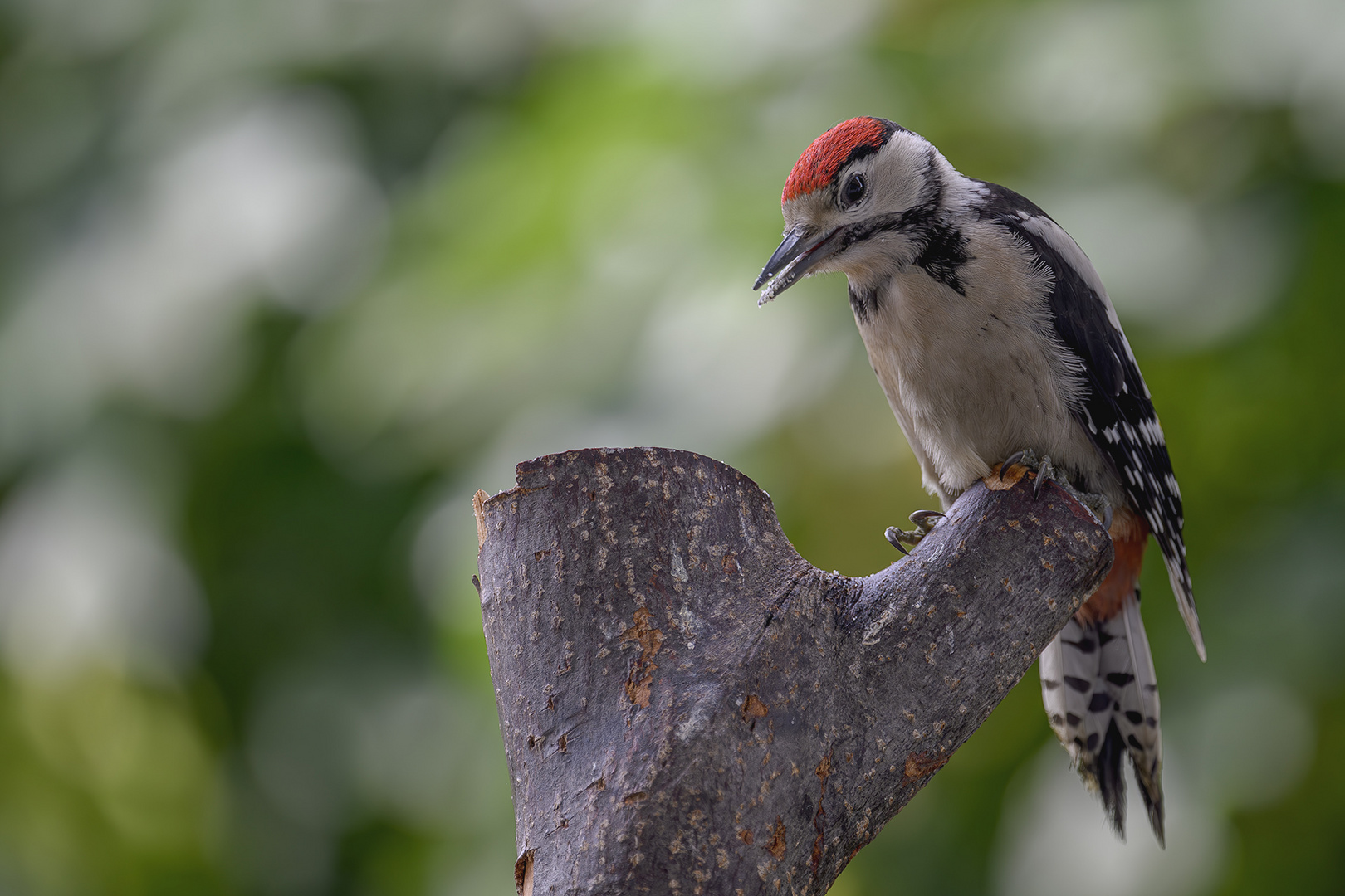 Der Buntspecht ... Foto & Bild | tiere, wildlife, wild lebende vögel ...