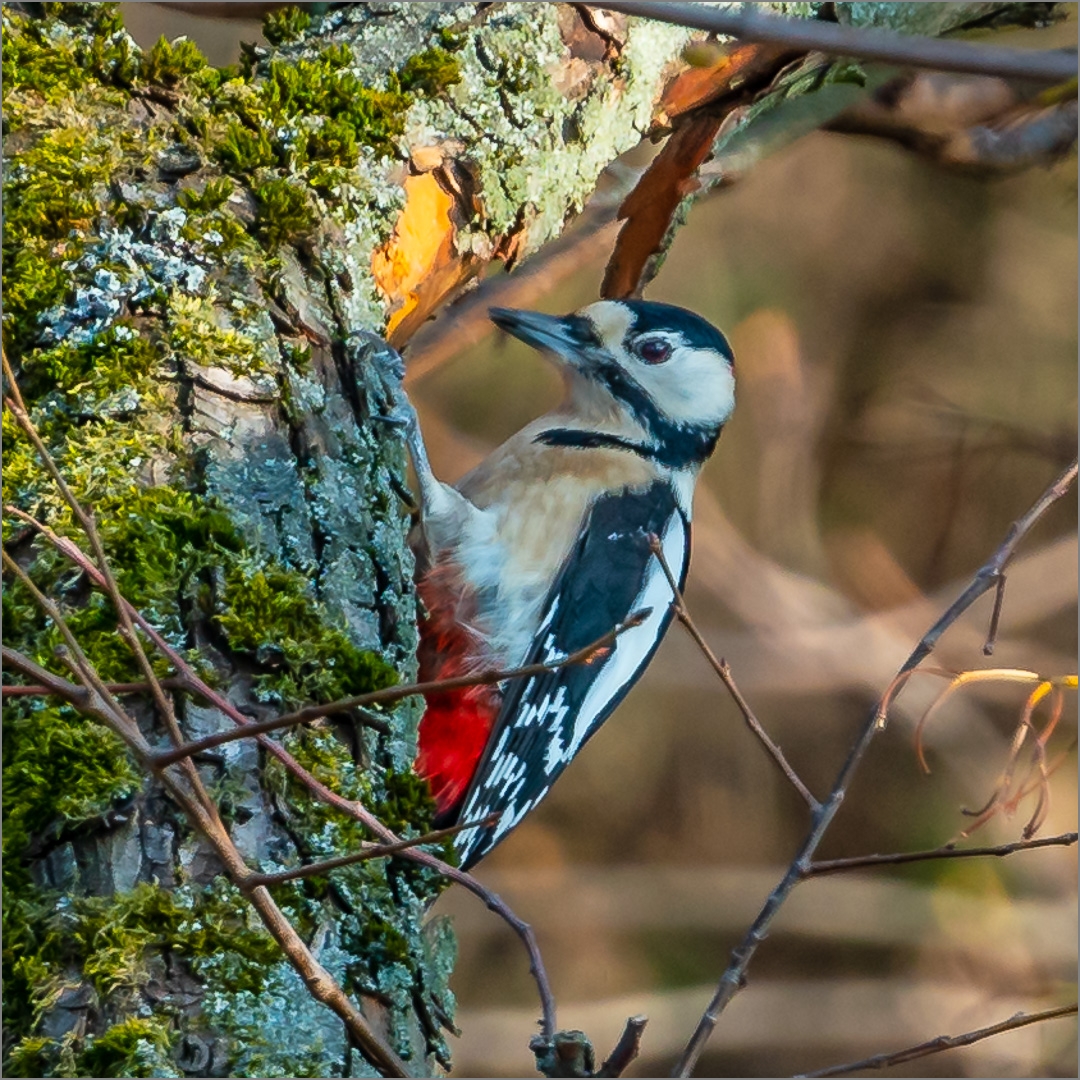 Der Buntspecht Foto & Bild | natur, vögel, wildlife Bilder auf ...