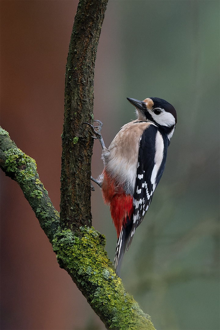 Der Buntspecht Foto & Bild | tiere, wildlife, wild lebende vögel Bilder ...