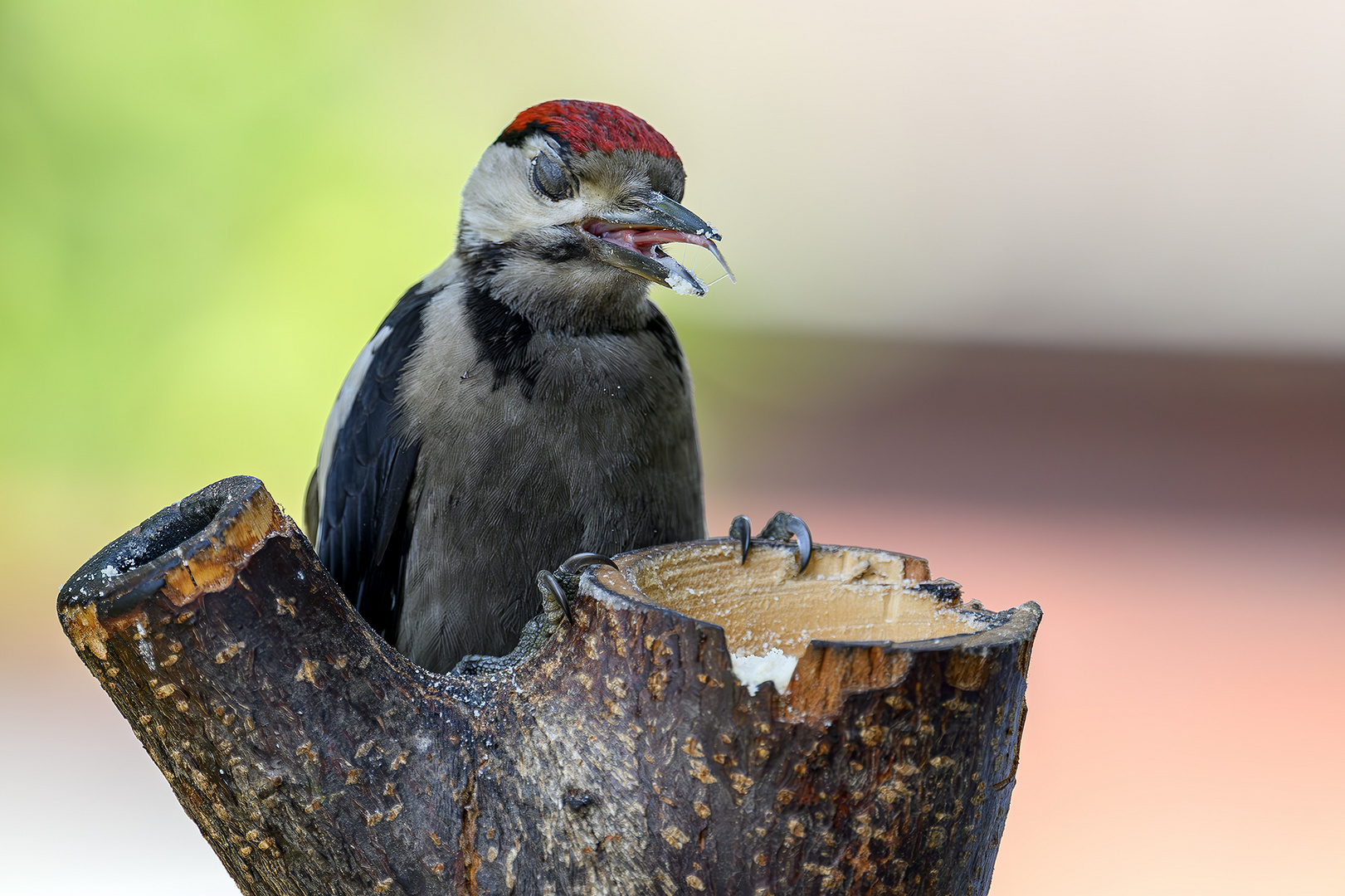 Der Buntspecht ... Foto & Bild | tiere, wildlife, wild lebende vögel ...