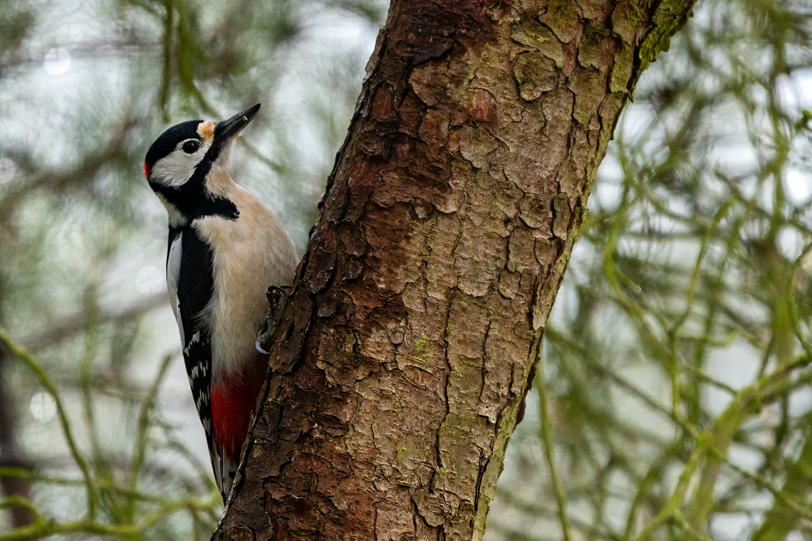 Der Buntspecht... Foto & Bild | tiere, wildlife, wild lebende vögel ...