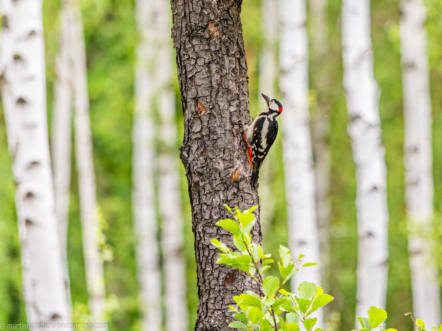 Der Buntspecht am Baum Foto & Bild | tiere, wildlife, wild lebende ...
