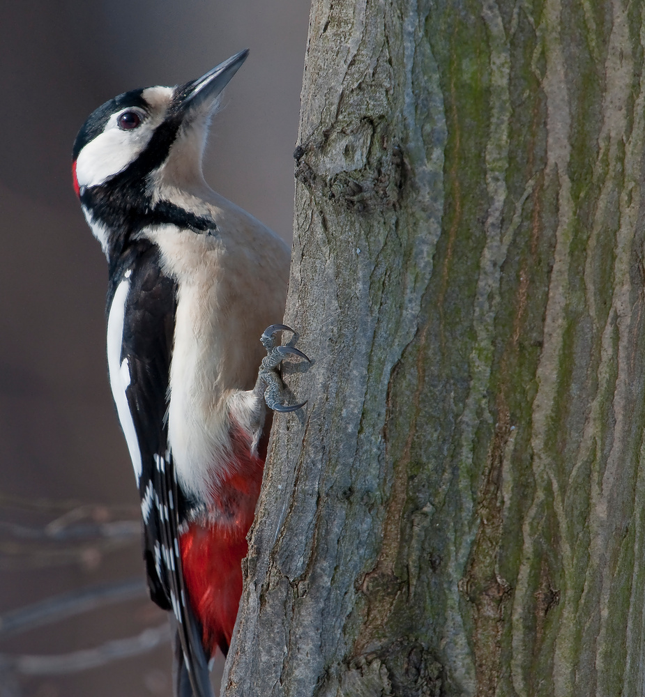 Der Buntspecht am Signalbaum Foto & Bild | tiere, wildlife, wild ...