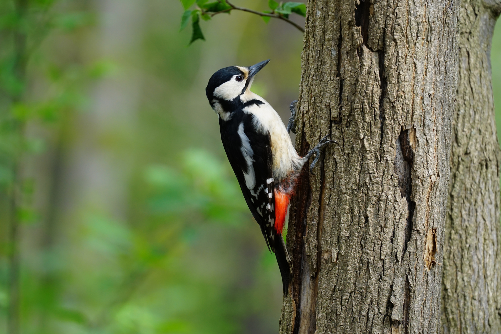 der Buntspecht Foto & Bild | tiere, wildlife, vögel Bilder auf ...