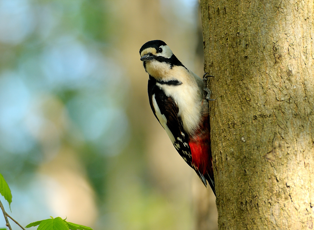 Der Buntspecht Foto & Bild | tiere, wildlife, wild lebende vögel Bilder ...