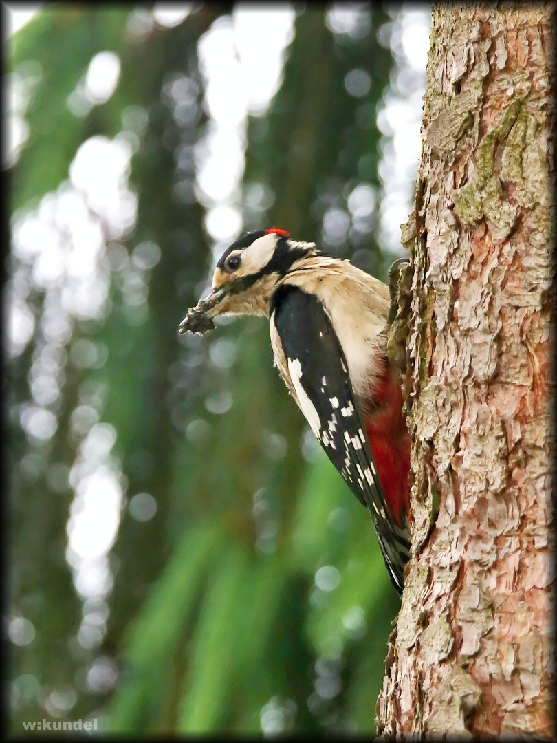 der Buntspecht Foto & Bild | baum, natur, füttern Bilder auf fotocommunity