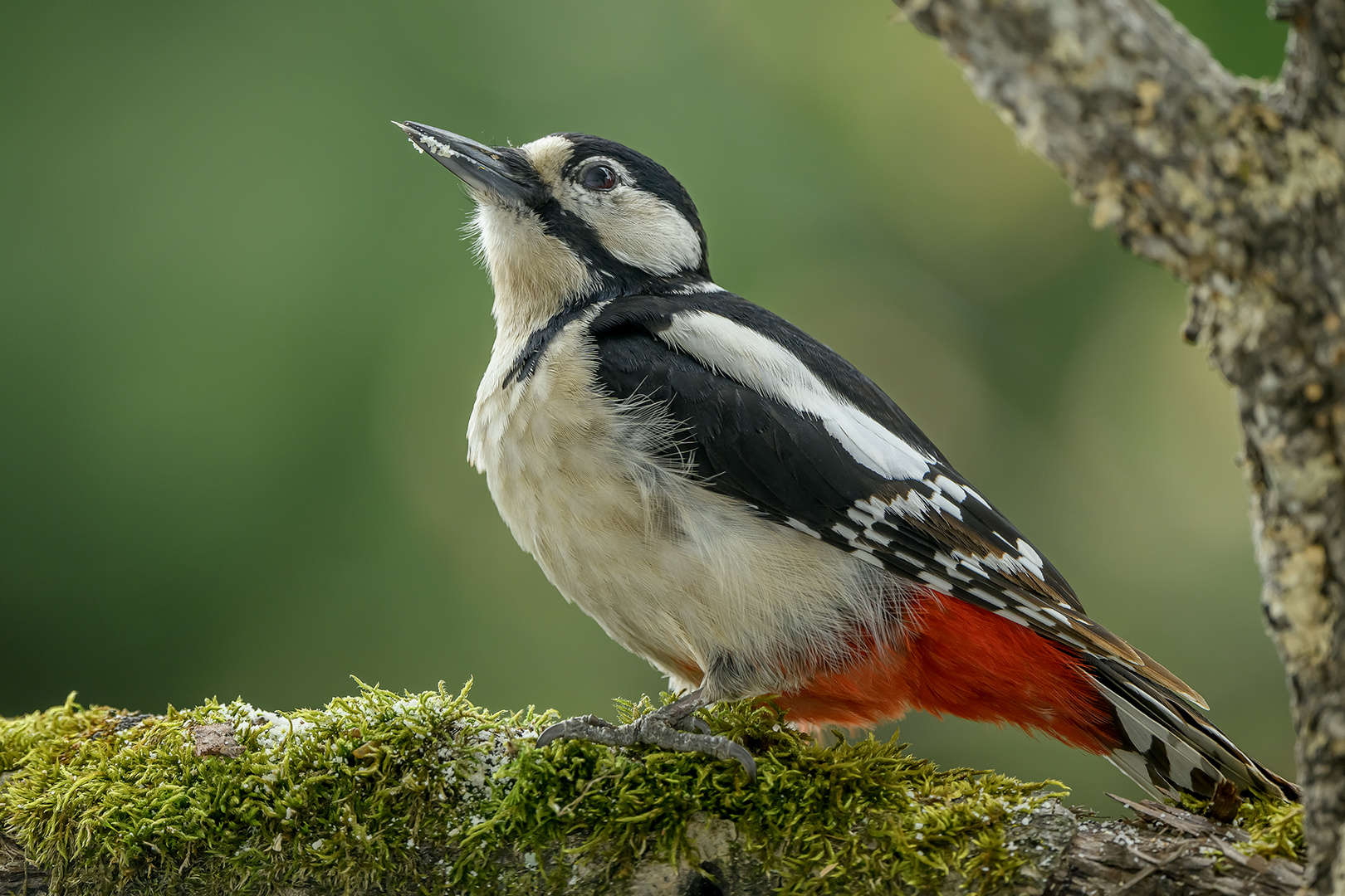 Der Buntspecht ... Foto & Bild | fotos, natur, landschaft Bilder auf ...