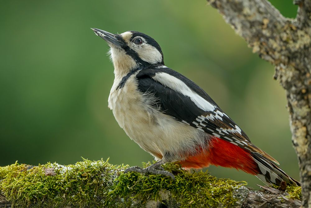 Der Buntspecht ... Foto & Bild | fotos, natur, landschaft Bilder auf ...