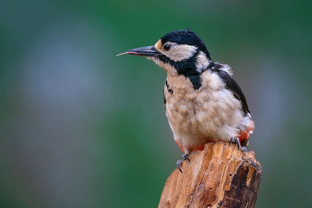 Der Buntspecht. Foto & Bild | tiere, wildlife, wild lebende vögel ...