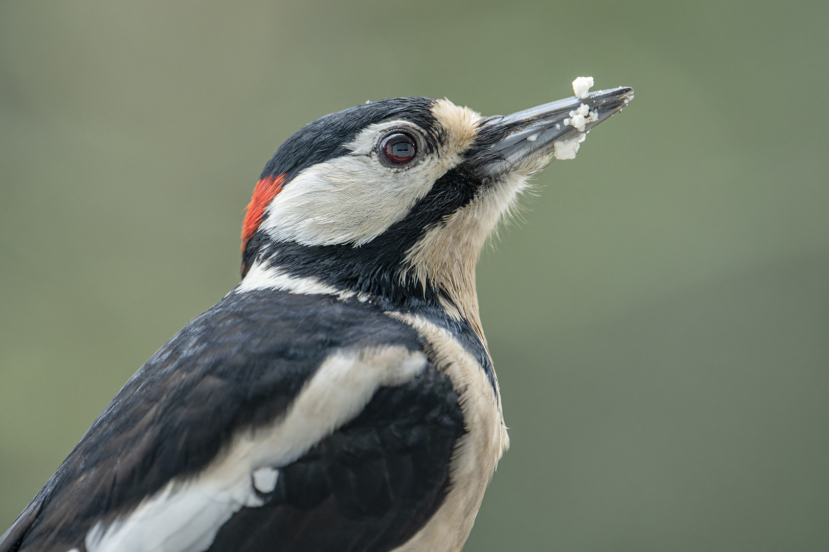 Der Buntspecht ... Foto & Bild | tiere, wildlife, wild lebende vögel ...