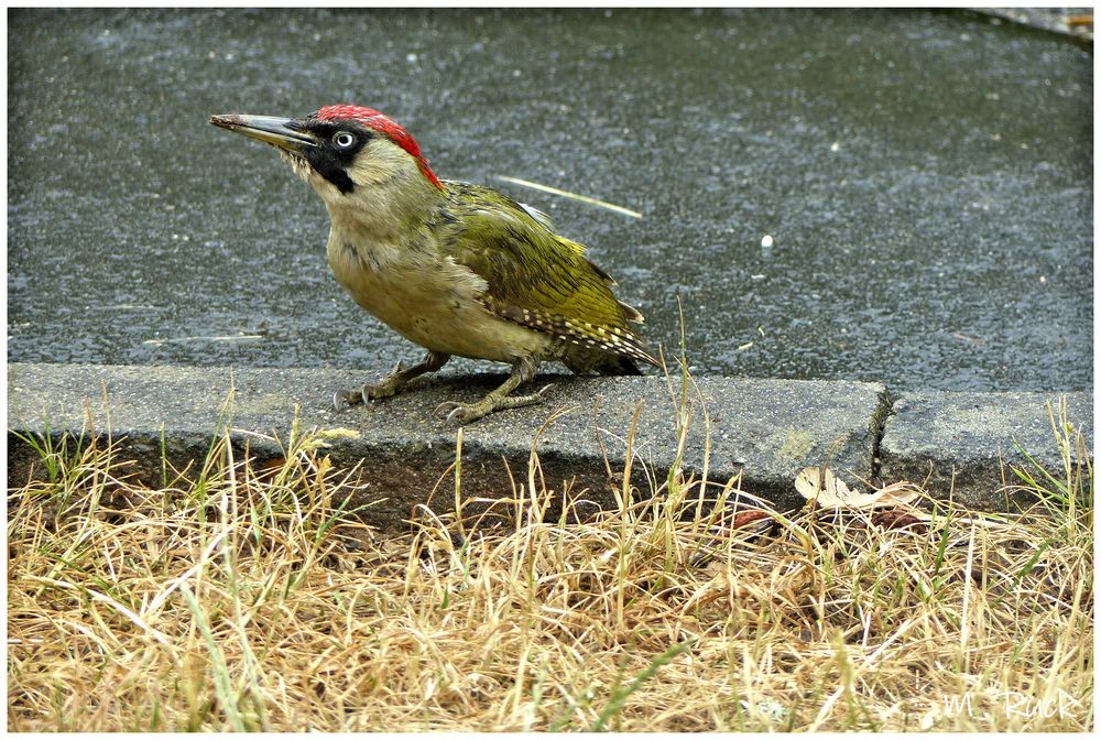 Der Buntspecht hat sich vertan , Foto & Bild | natur, tiere, wildlife ...