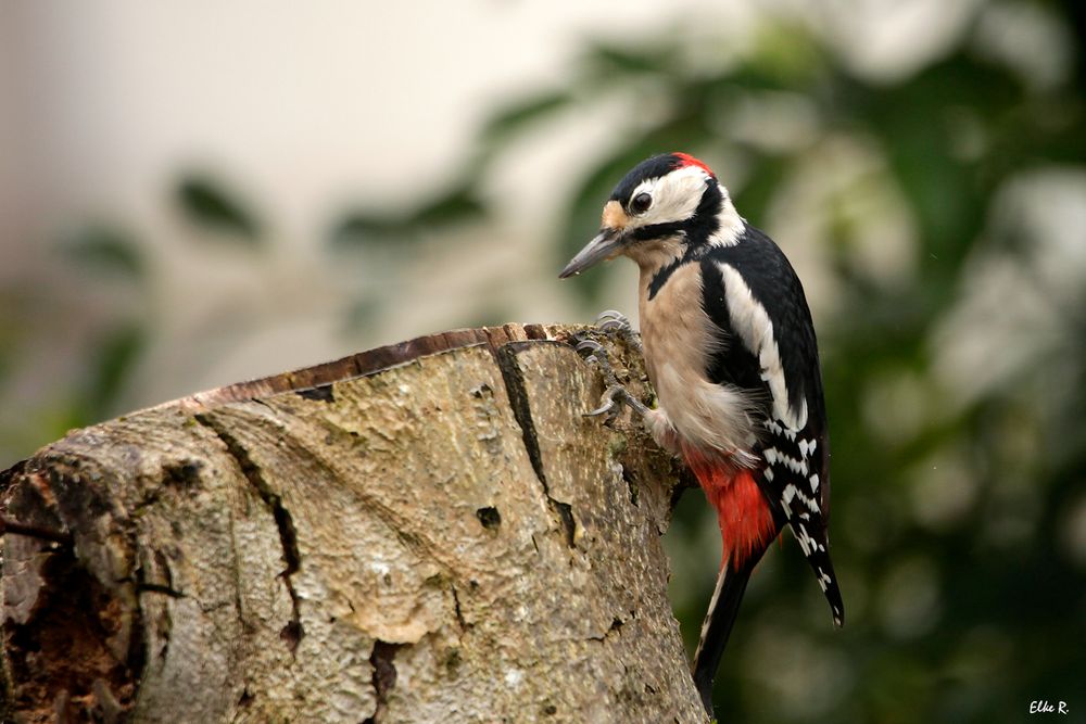 der buntspecht ist besser dran..... Foto & Bild | Bilder auf fotocommunity