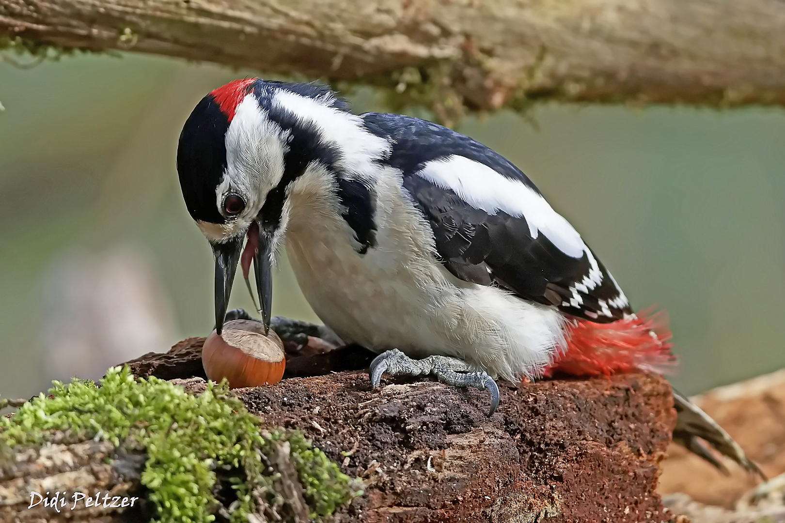 Der Buntspecht (m) greift nach einer Haselnuss ... Foto & Bild | tiere ...