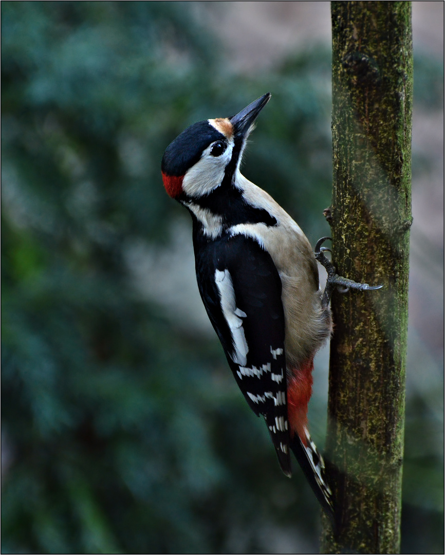 Der Buntspecht...... (Männchen) Foto & Bild | tiere, wildlife, wild ...