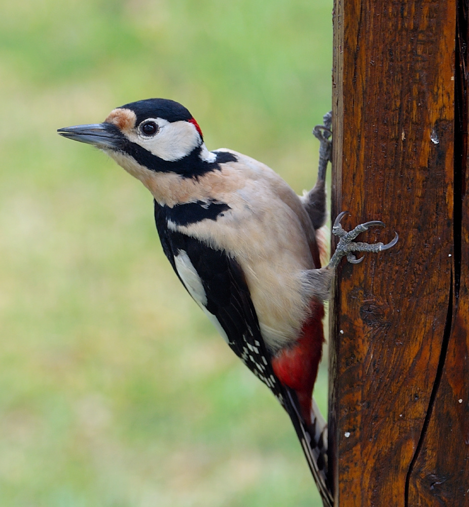 Der Buntspecht-Mann.. Foto & Bild | tiere, wildlife, wild lebende vögel ...