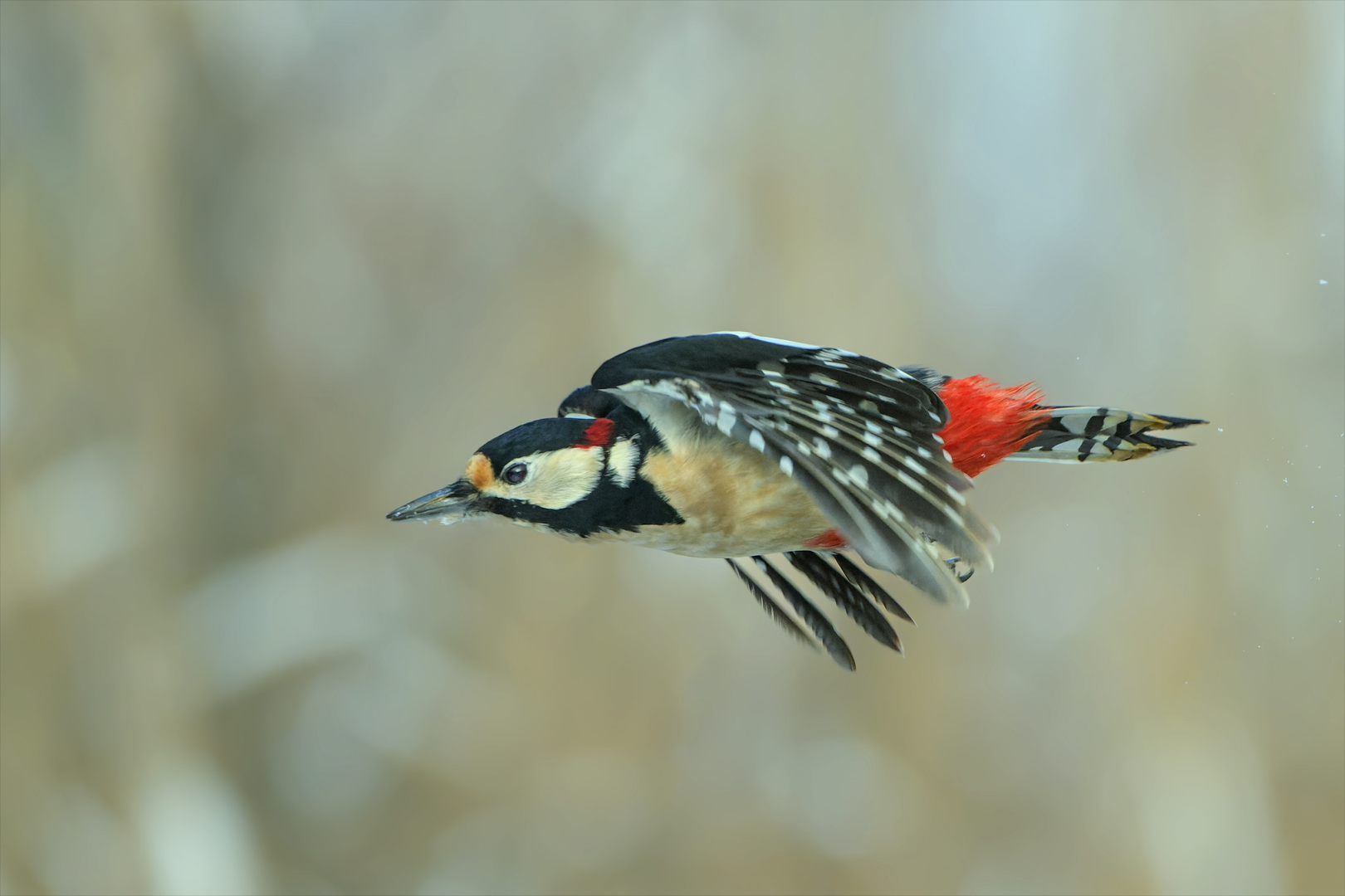 Der Buntspecht mit hoher Geschwindigkeit.. Foto & Bild | tiere ...