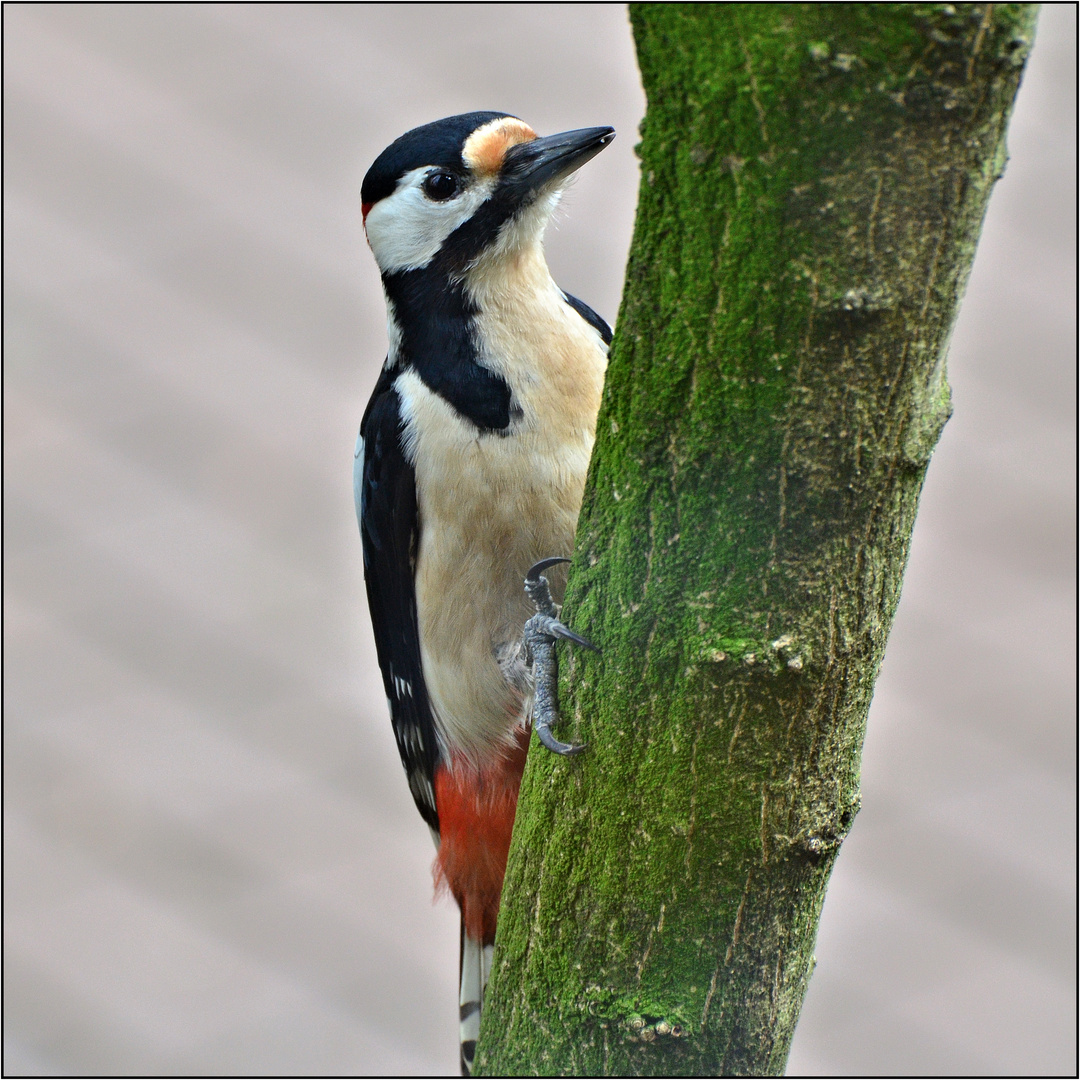 Der Buntspecht.....(Männchen)..... Foto & Bild | winter, natur, tiere ...