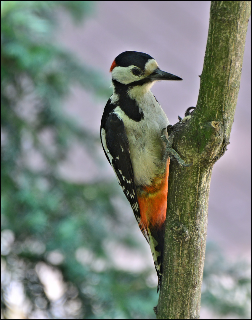 Der Buntspecht.....(Männchen) Foto & Bild | wald, natur, tiere Bilder ...