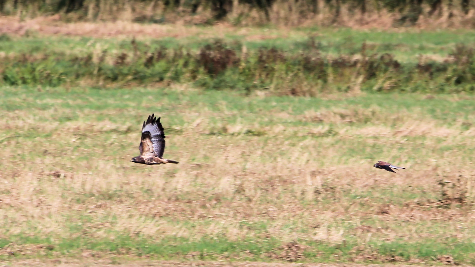 Der Bussard.. Foto & Bild | natur, tiere, wildlife Bilder auf fotocommunity