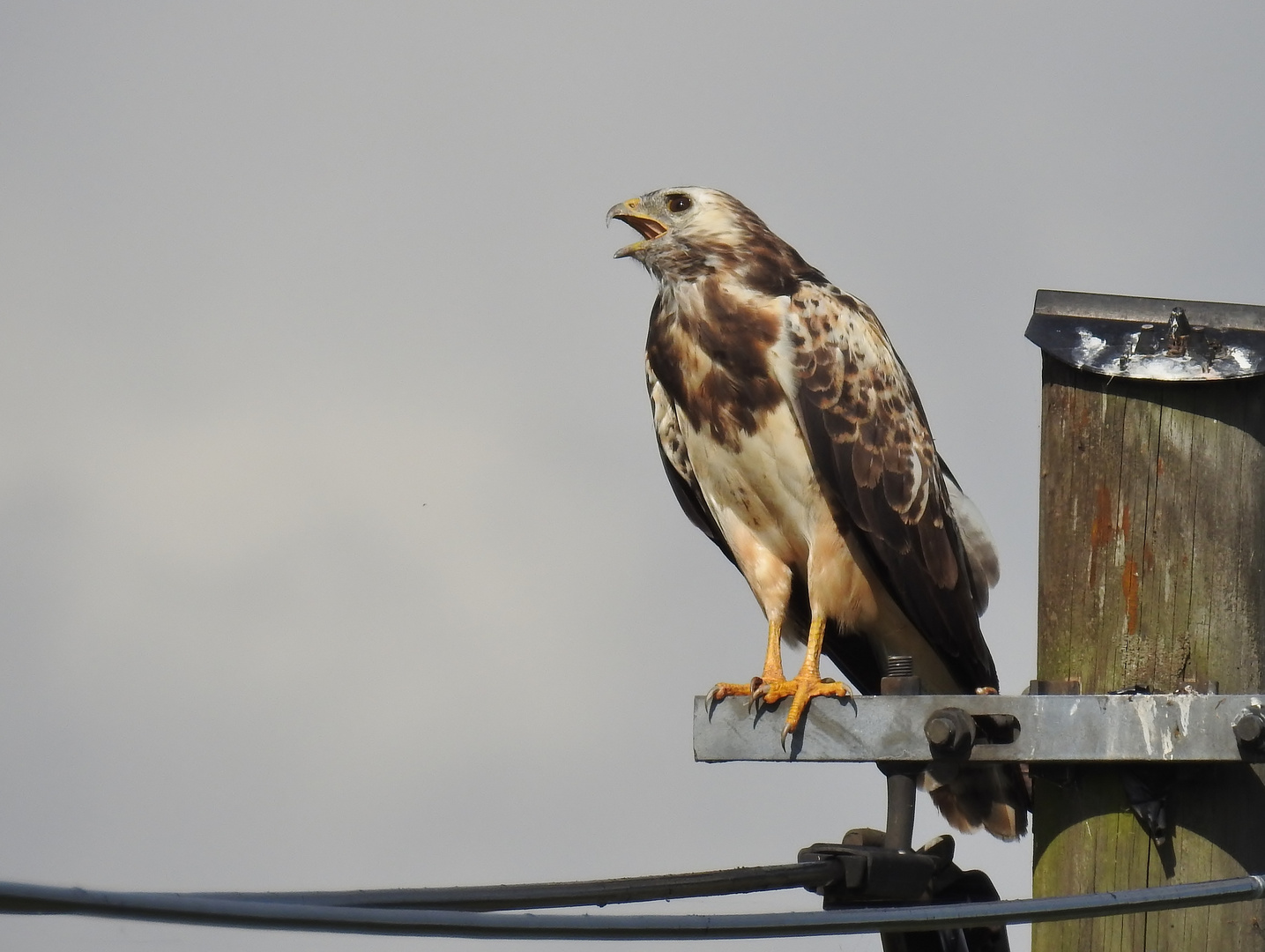 Der Bussard..... Foto & Bild | tiere, wildlife, wild lebende vögel ...