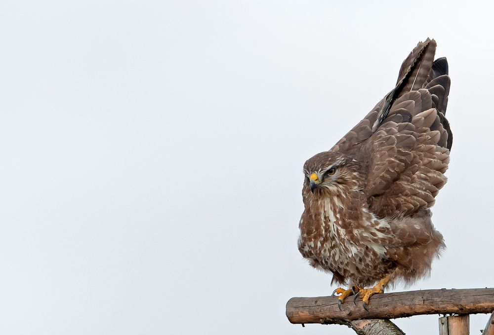 Der Bussard am Ansitz Foto & Bild | tiere, wildlife, natur Bilder auf ...
