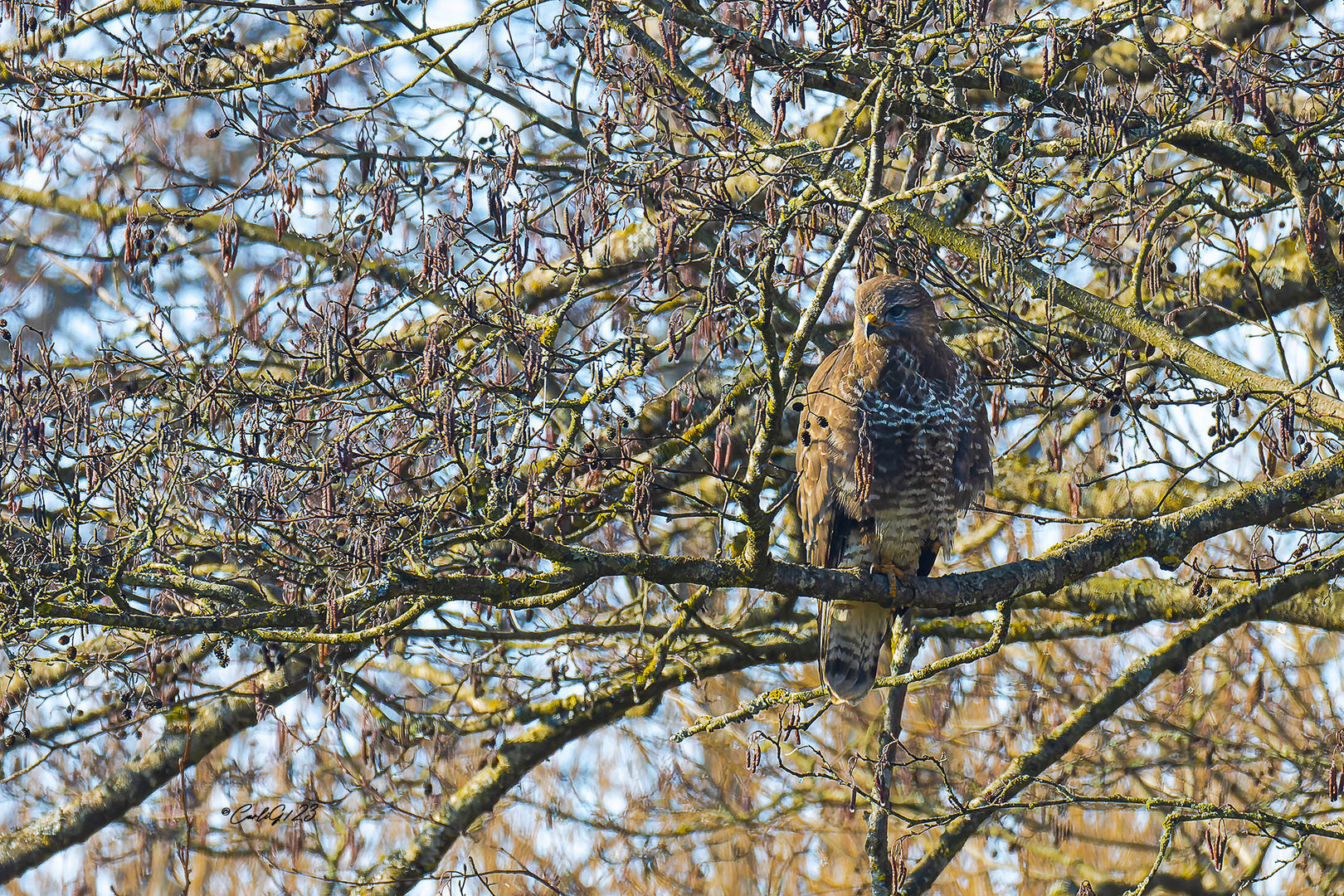 Der Bussard auf seiner Warte Foto & Bild | natur, greifvogel, tiere ...
