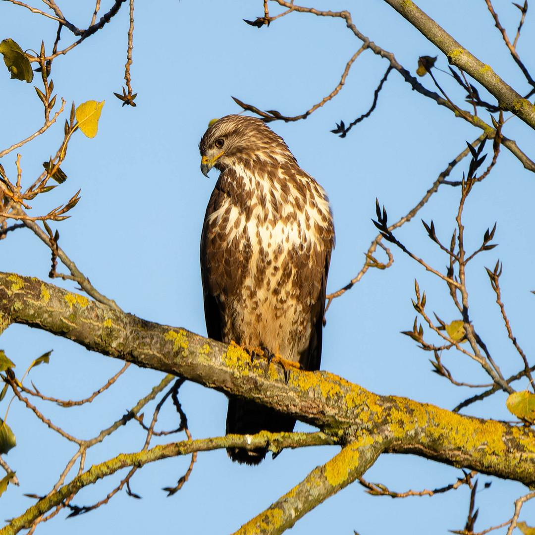 Der Bussard... Foto & Bild | natur, tiere, wildlife Bilder auf ...