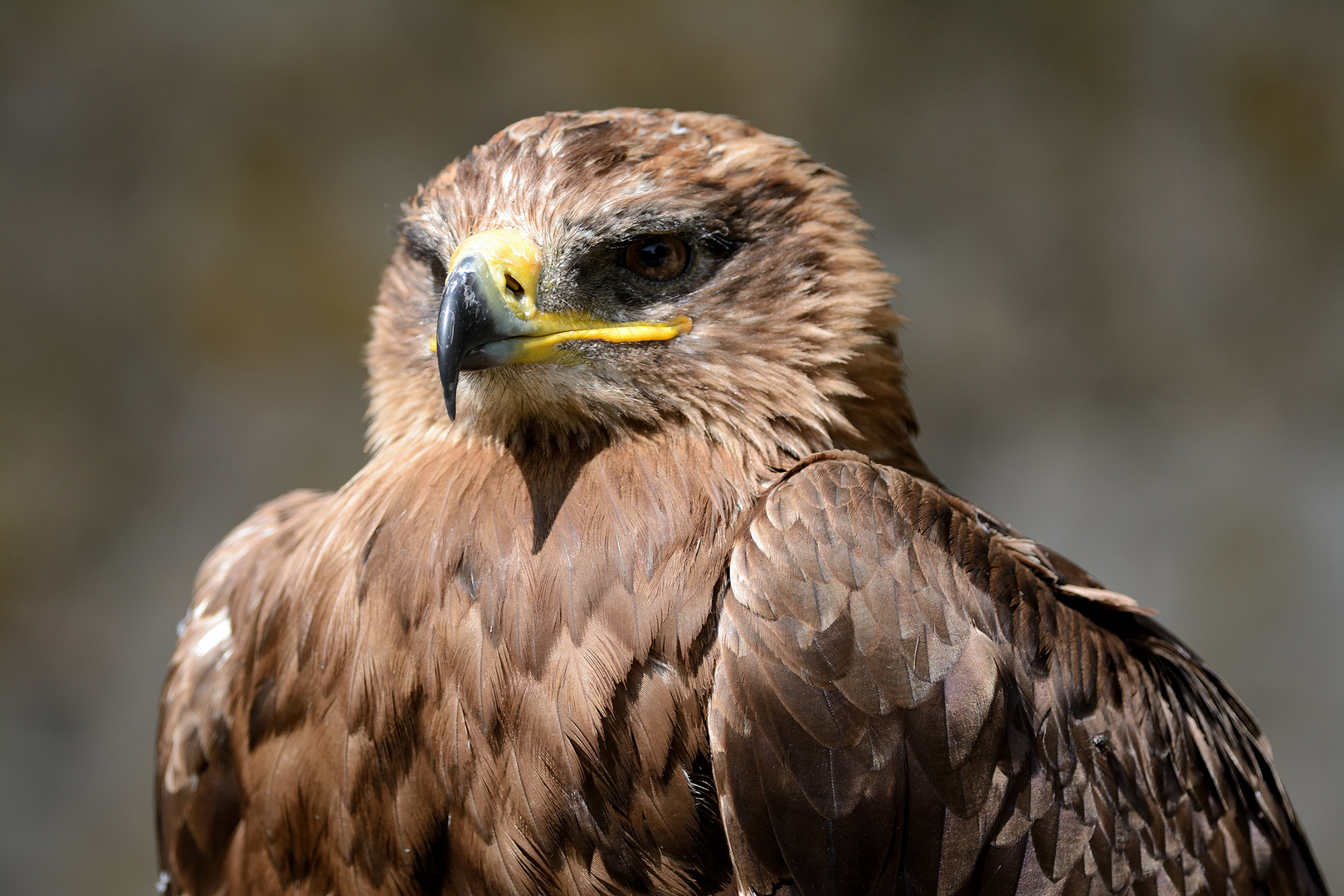 der Bussard Foto & Bild | tiere, wildlife, wild lebende vögel Bilder ...