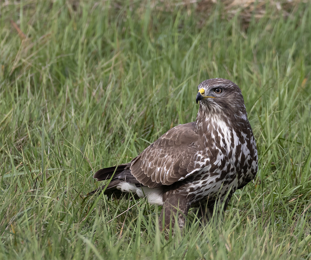 Der Bussard hatte seine Beute sicher Foto & Bild | tiere, wildlife ...