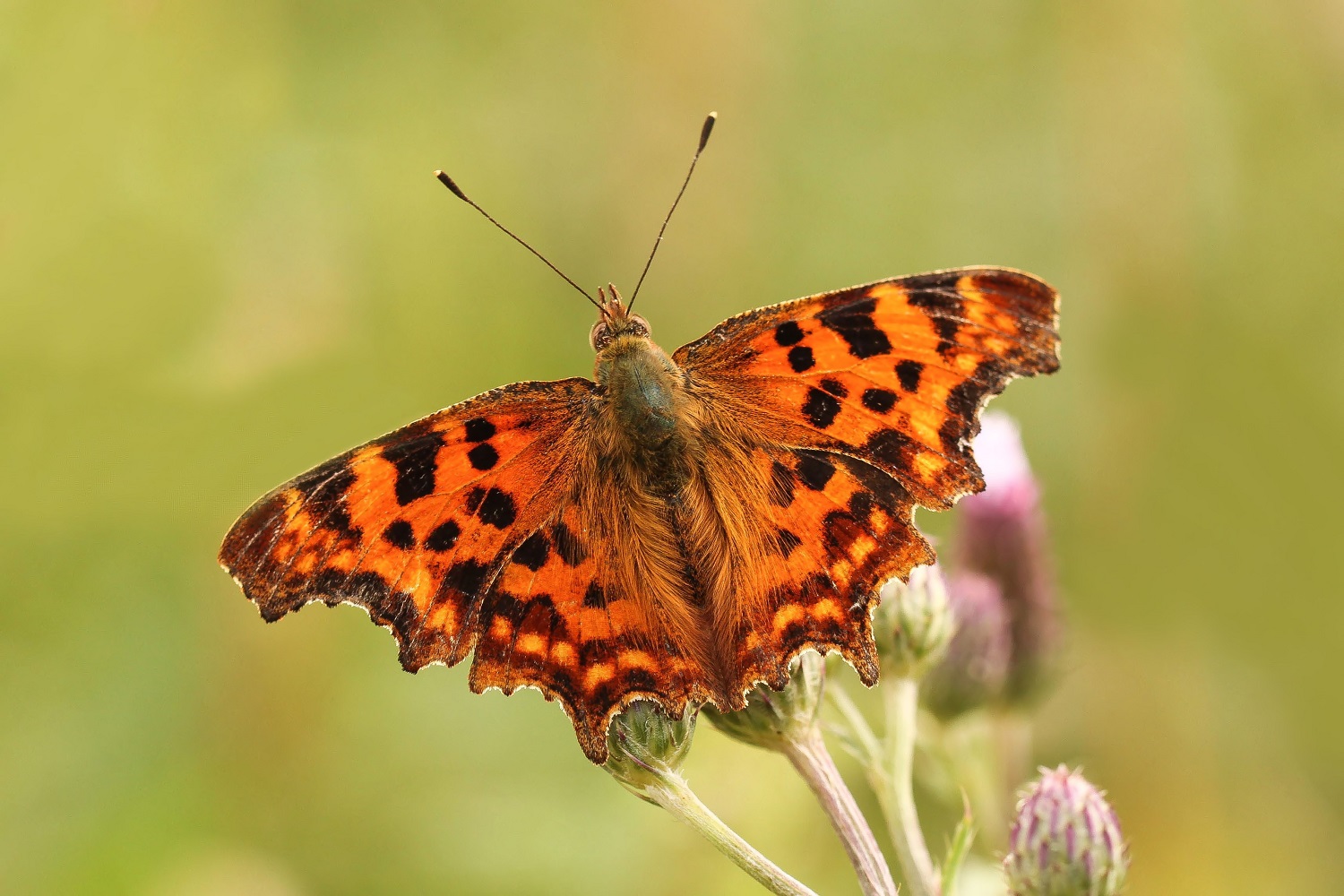 Der C-Falter Foto & Bild | wald, makro, natur Bilder auf fotocommunity
