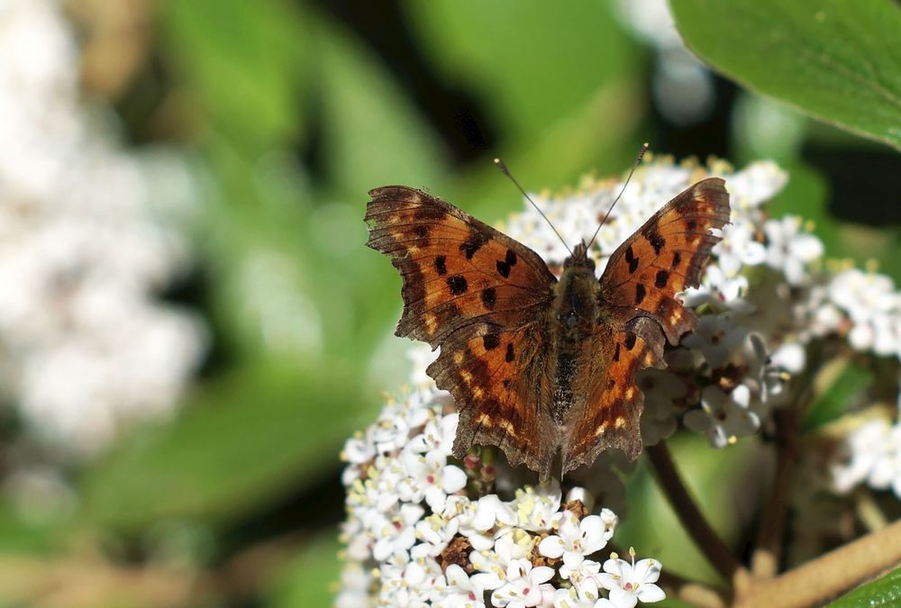Der C-Falter war im Garten Foto & Bild | schmetterlinge, natur ...
