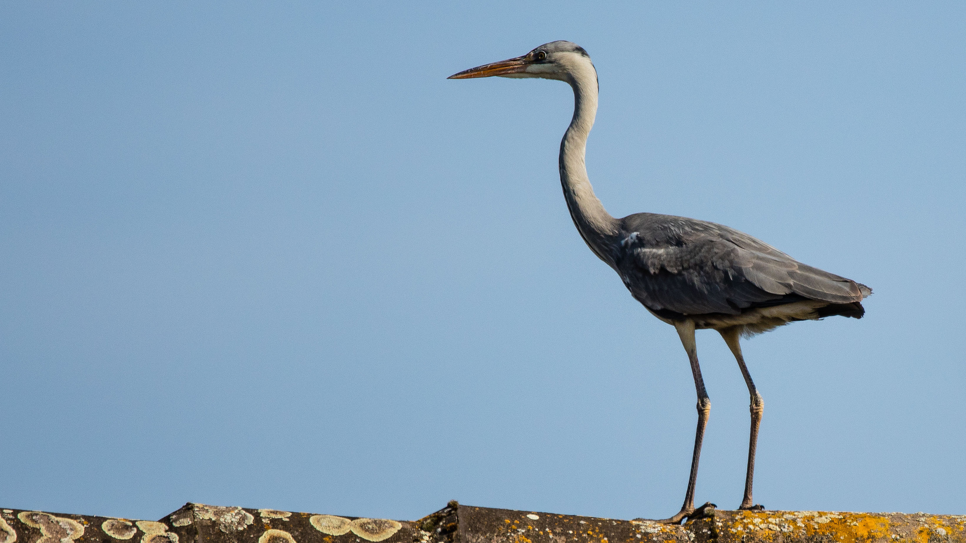 Der Checker.... Foto & Bild | natur, tiere, vögel Bilder auf fotocommunity