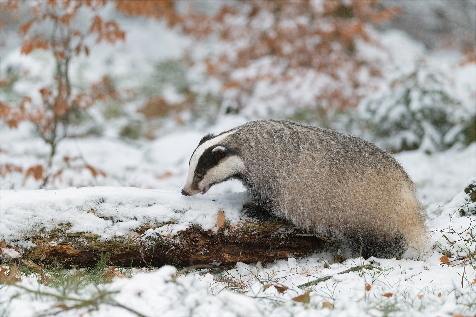 Der Dachs! Foto & Bild | tiere, zoo, wildpark & falknerei, säugetiere ...