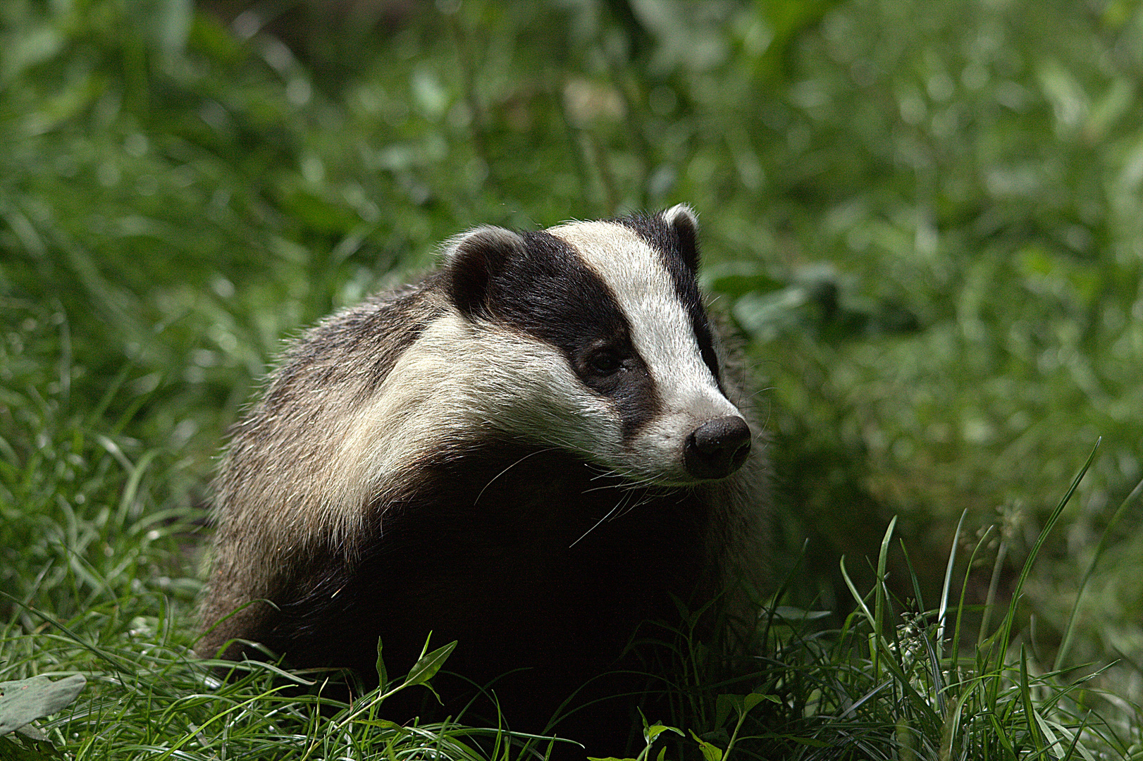 Der Dachs Foto & Bild | tiere, zoo, wildpark & falknerei, säugetiere ...