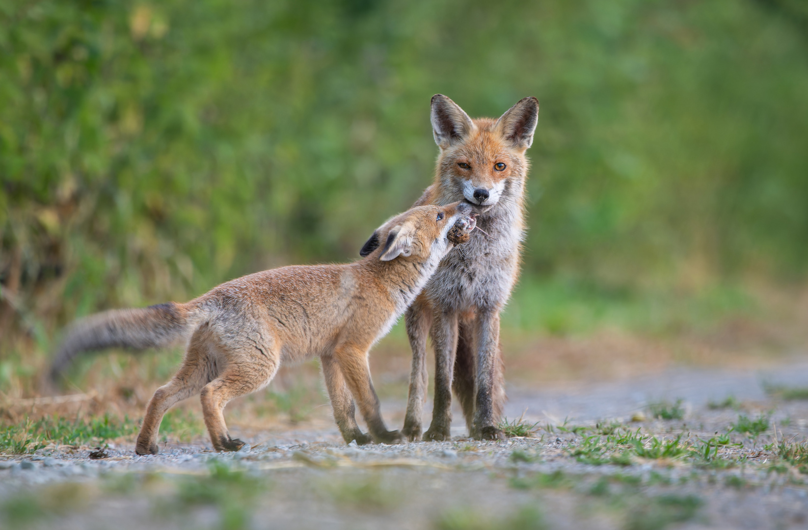 Der Dank Foto & Bild | fotos, spezial, natur Bilder auf fotocommunity