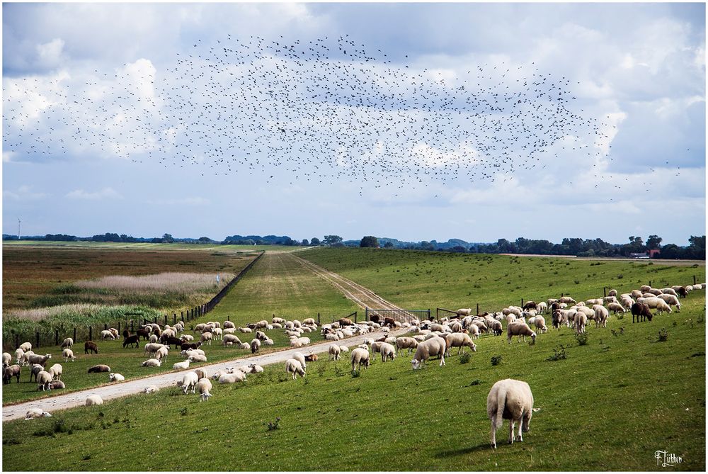 Der Deich und der Himmel Foto & Bild | natur, landschaft, deich Bilder ...