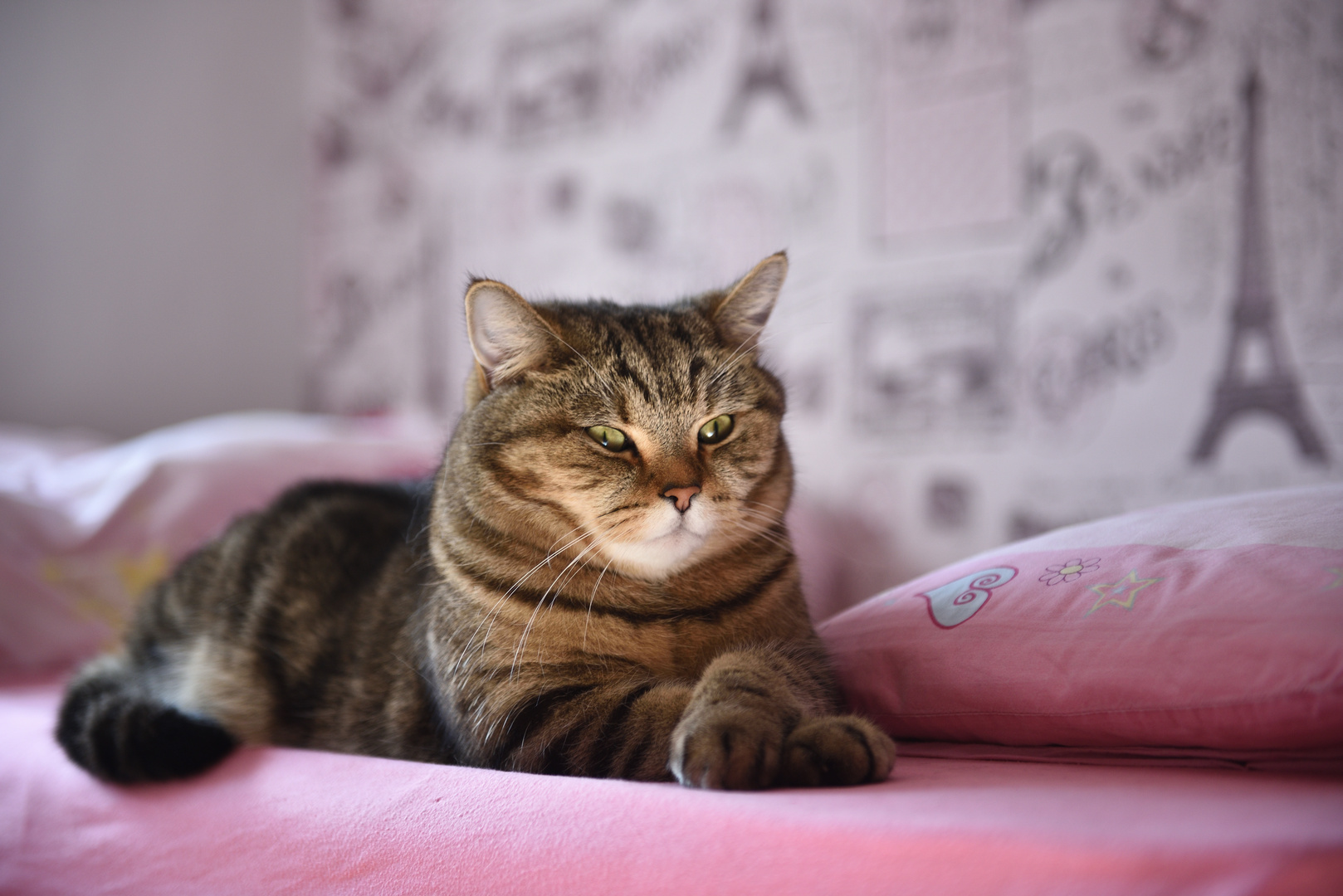 der Denker Foto & Bild | tiere, haustiere, katzen Bilder auf fotocommunity