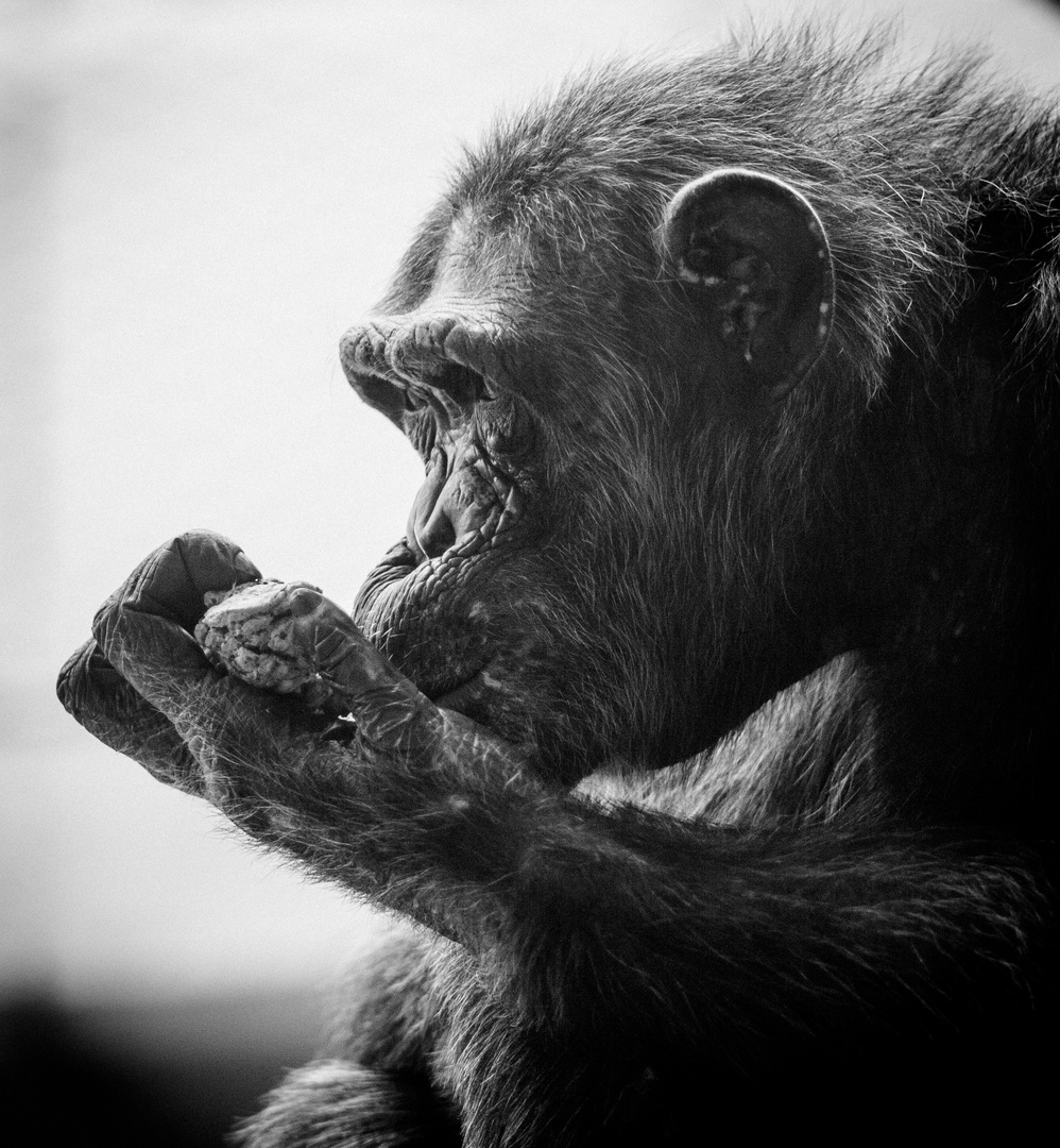 Der Denker Foto & Bild | natur, zoo heidelberg Bilder auf fotocommunity