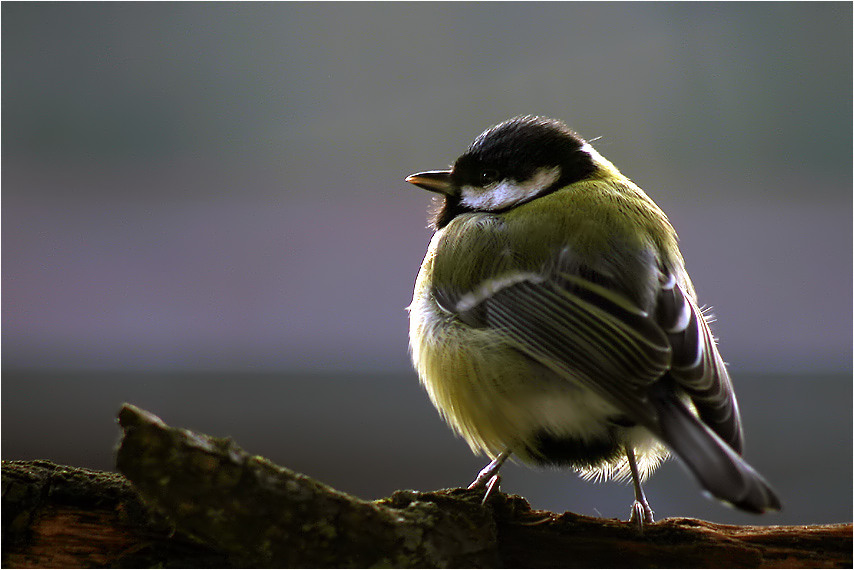 Der Dicke Foto & Bild | tiere, wildlife, wild lebende vögel Bilder auf ...