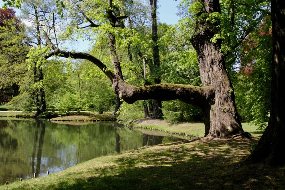 Der dicke Ast Foto & Bild | fotos, dokumentation, bäume Bilder auf ...