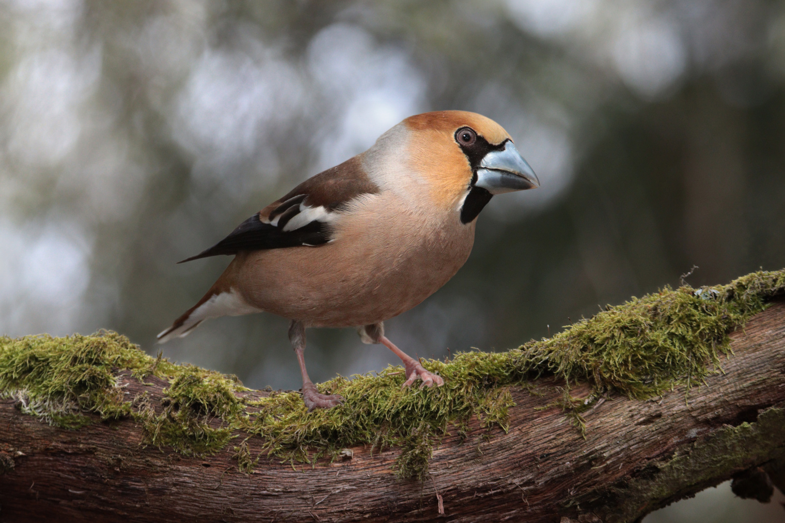 Der Dicke Foto & Bild | natur, bokeh, singvogel Bilder auf fotocommunity
